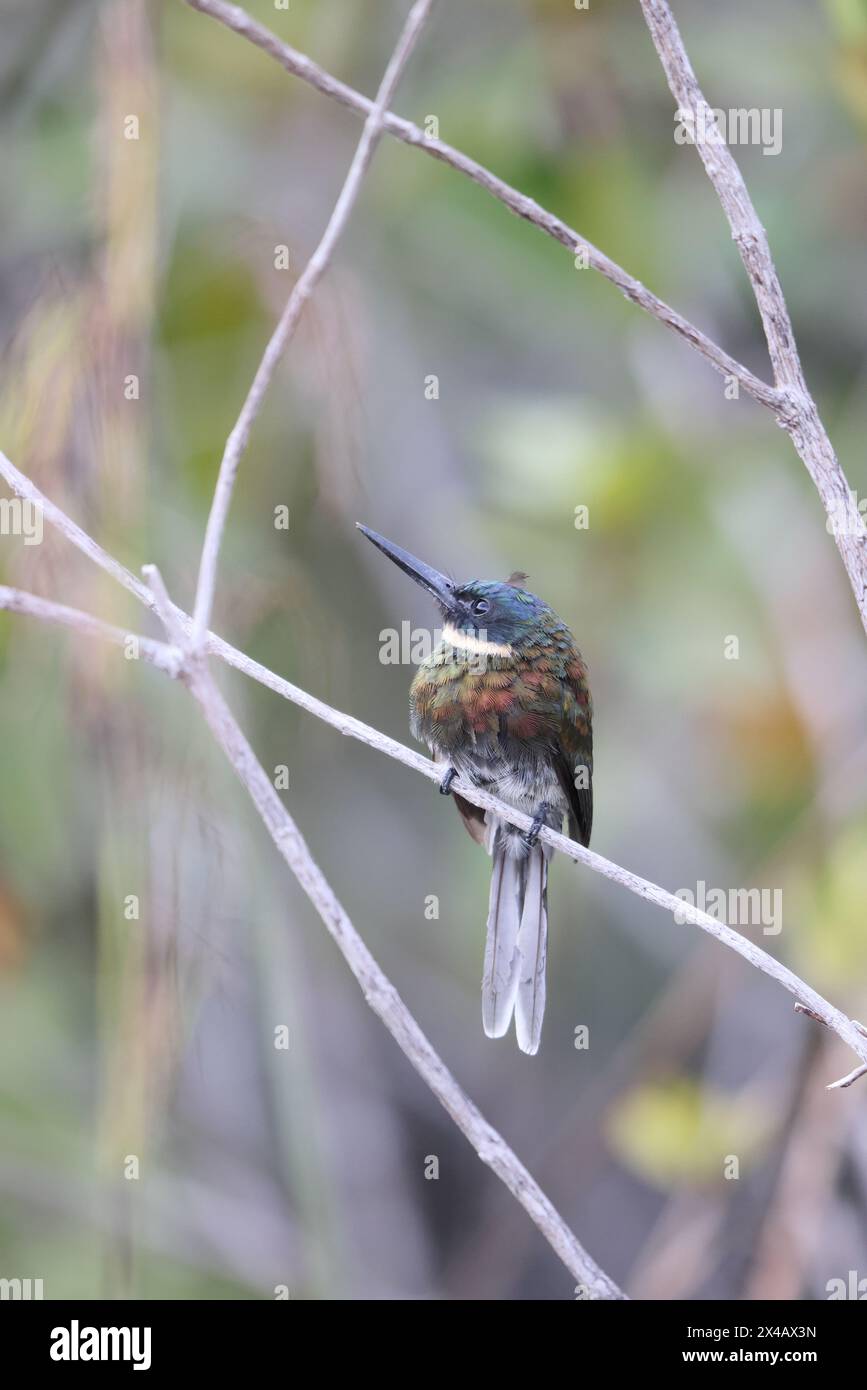 The bronzy jacamar (Galbula leucogastra) is a species of bird in the ...