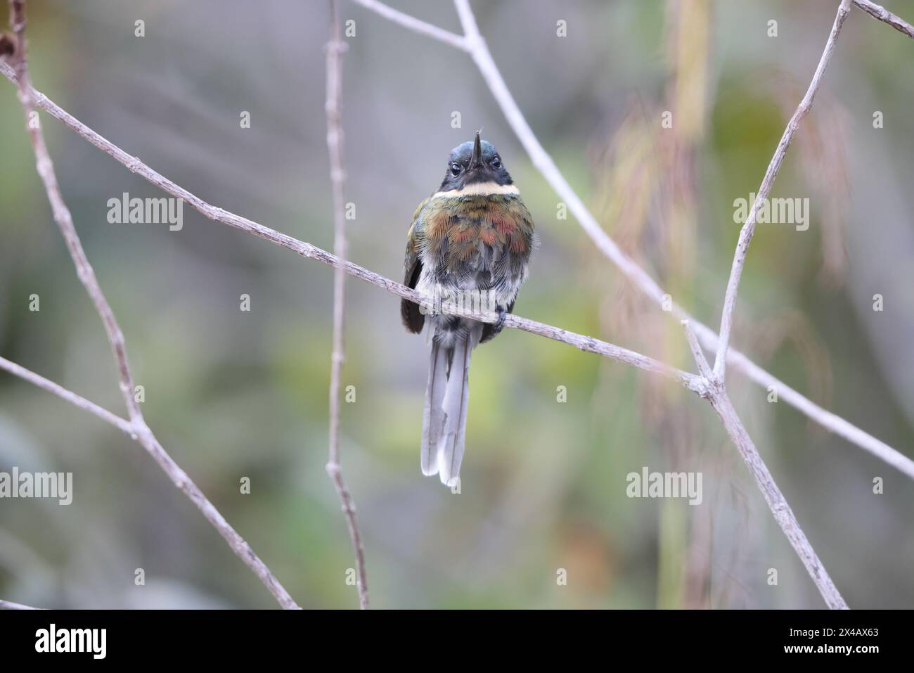 The bronzy jacamar (Galbula leucogastra) is a species of bird in the ...