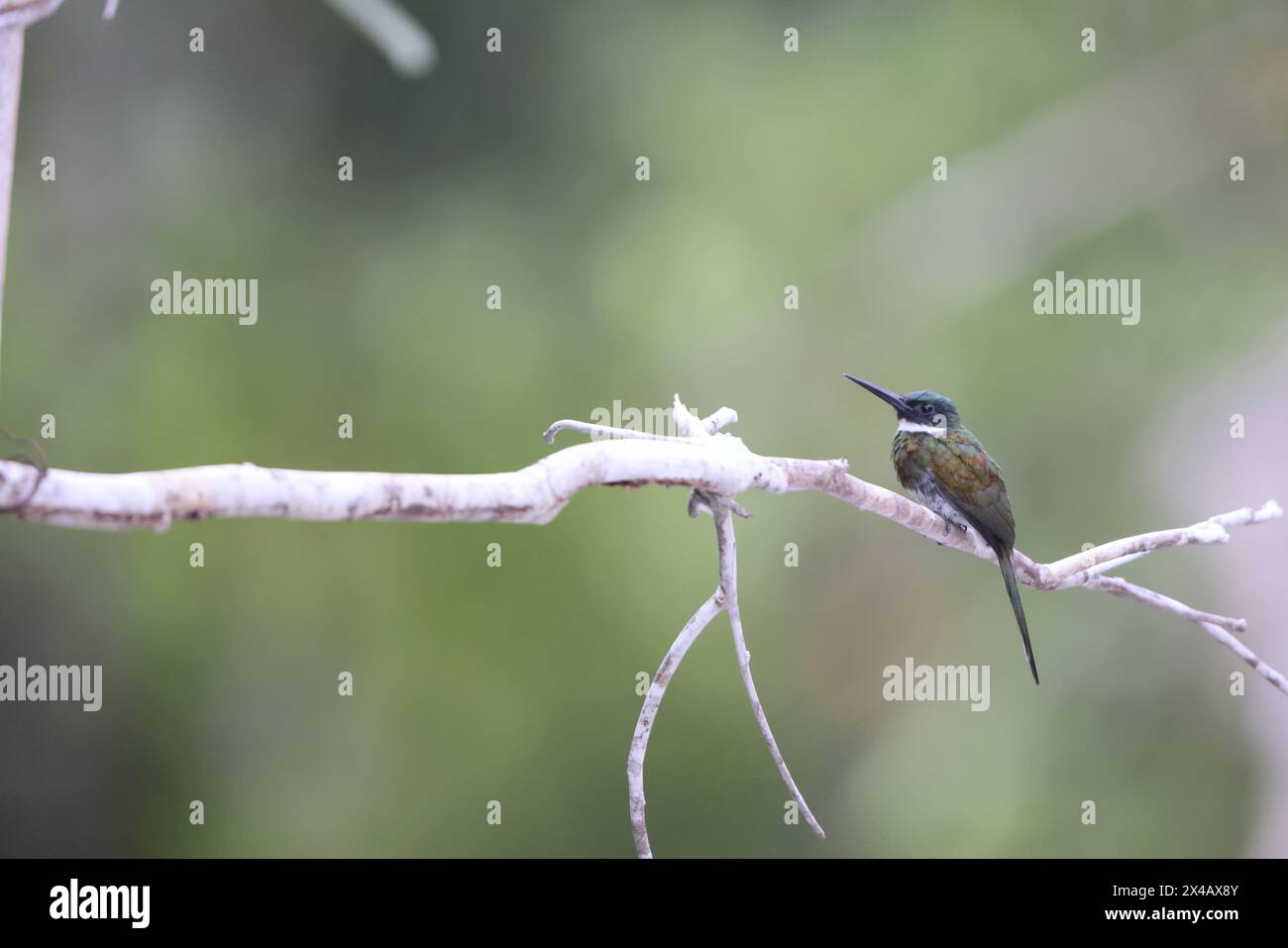 The bronzy jacamar (Galbula leucogastra) is a species of bird in the ...