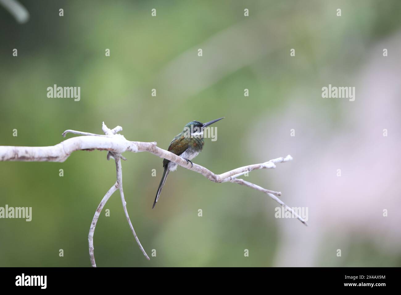 The bronzy jacamar (Galbula leucogastra) is a species of bird in the ...
