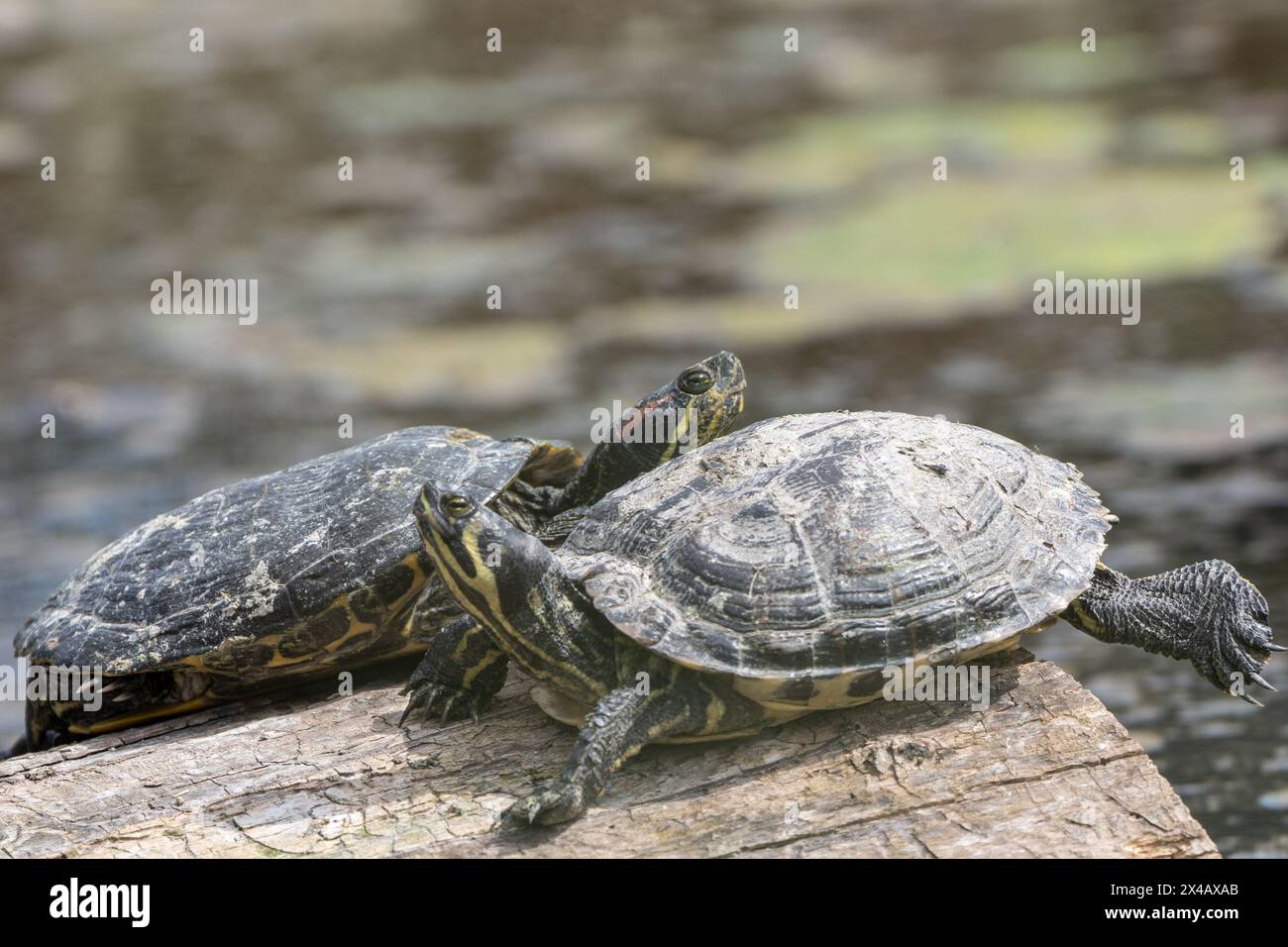Two turtles hi-res stock photography and images - Alamy
