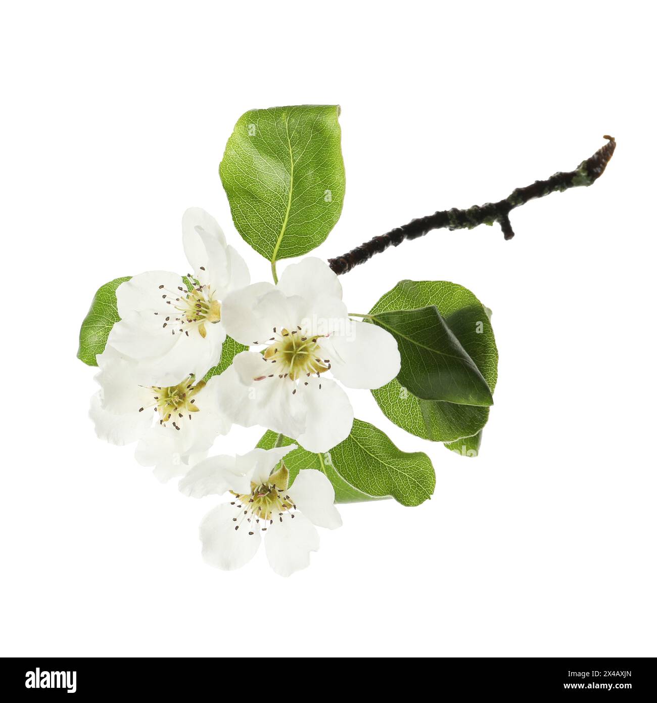 Beautiful blossoming pear tree branch with flowers on white background ...
