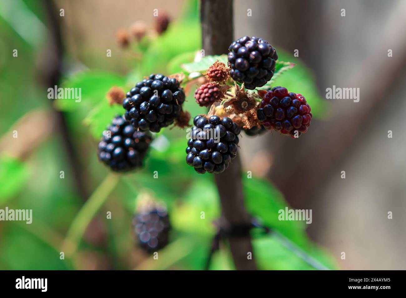 Blackberries growing on a branch in the garden Stock Photo - Alamy