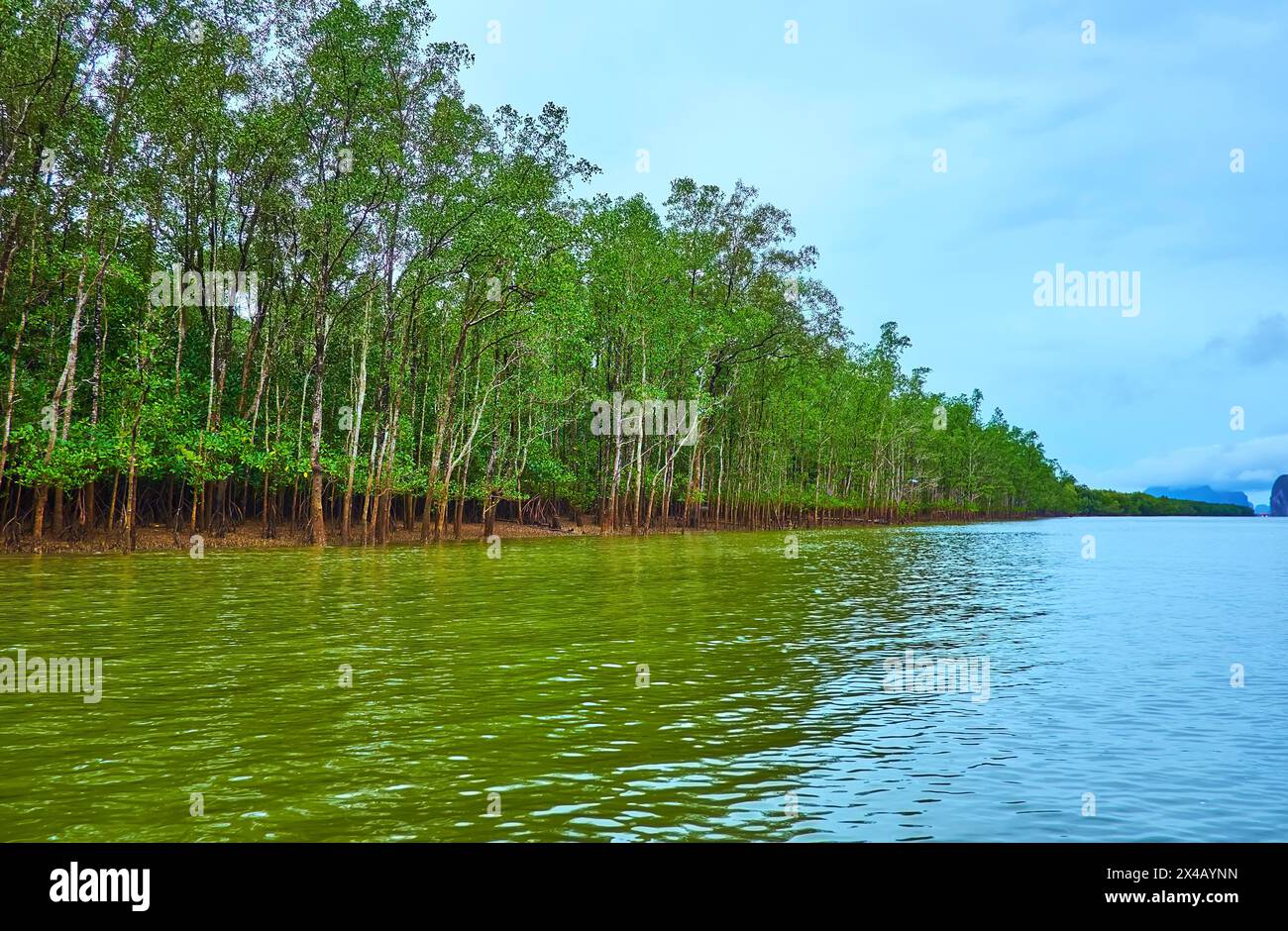 The lush green mangrove forest at the low tide, Ao Phang Nga National ...