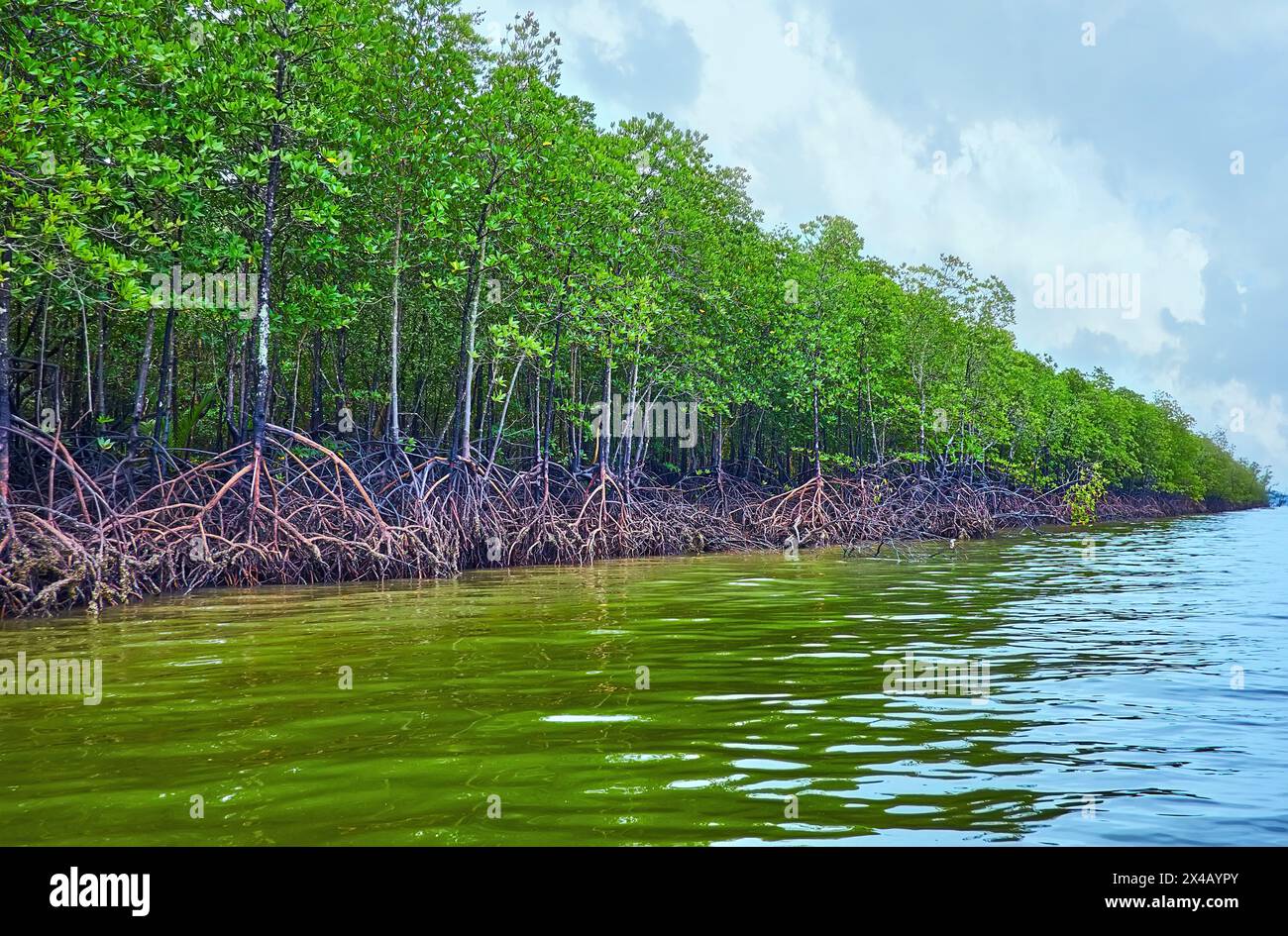 The line of mangrove trees with spread aerial roots at the low tide, Ao ...