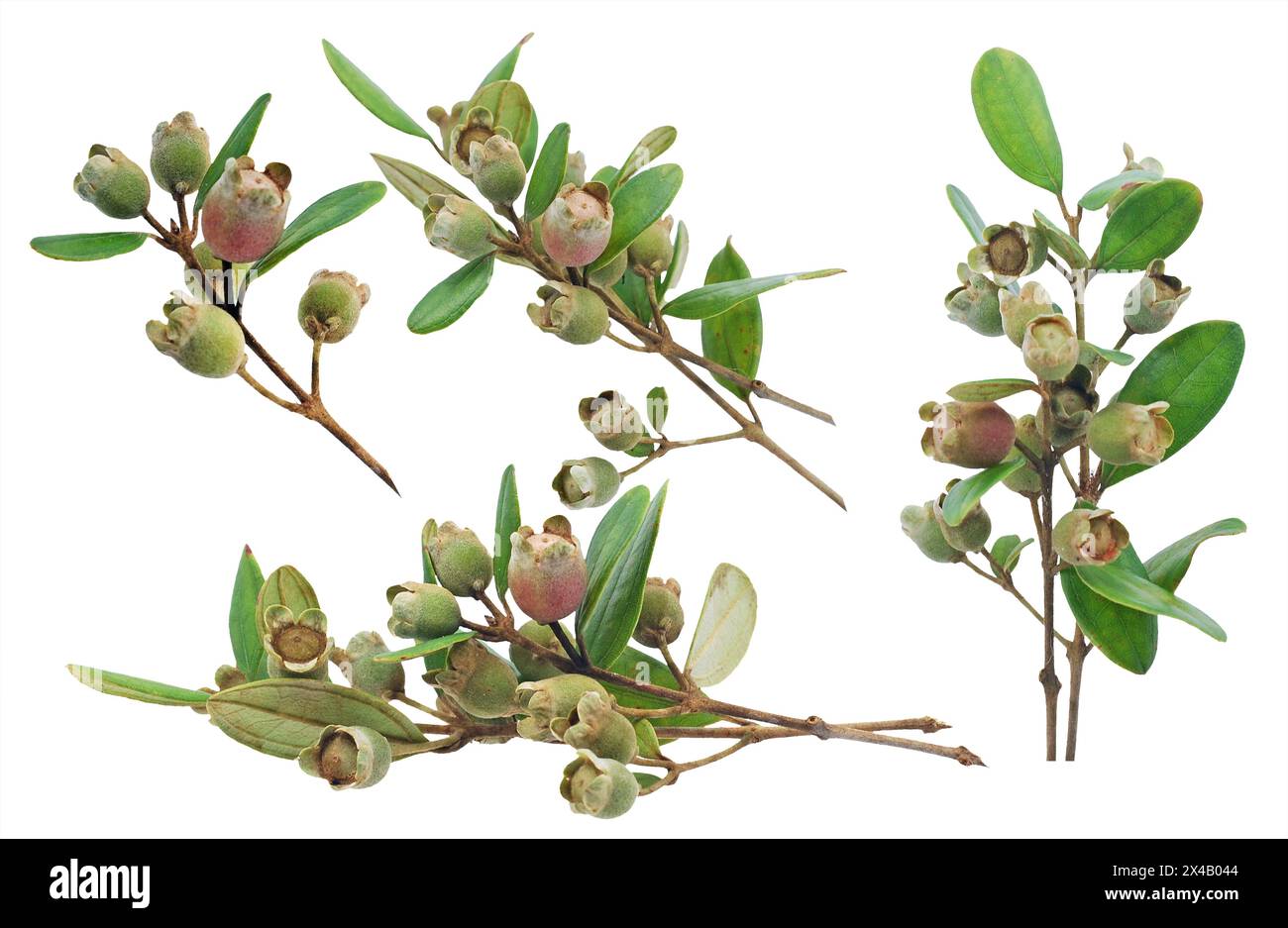 rose myrtle or hill gooseberry isolated on white background Stock Photo ...