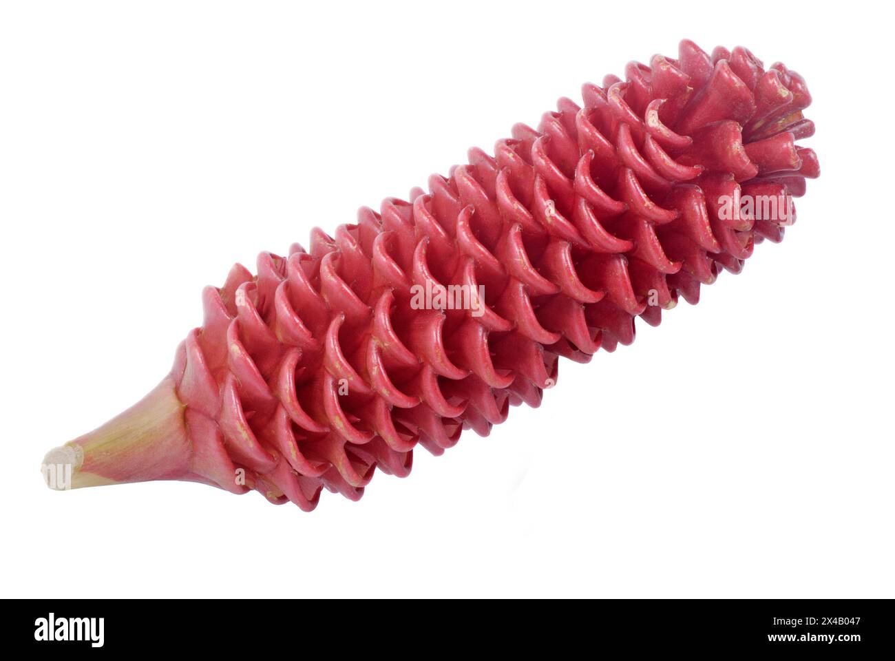 Zingiber Zerumbet flower isolated on white background Stock Photo - Alamy