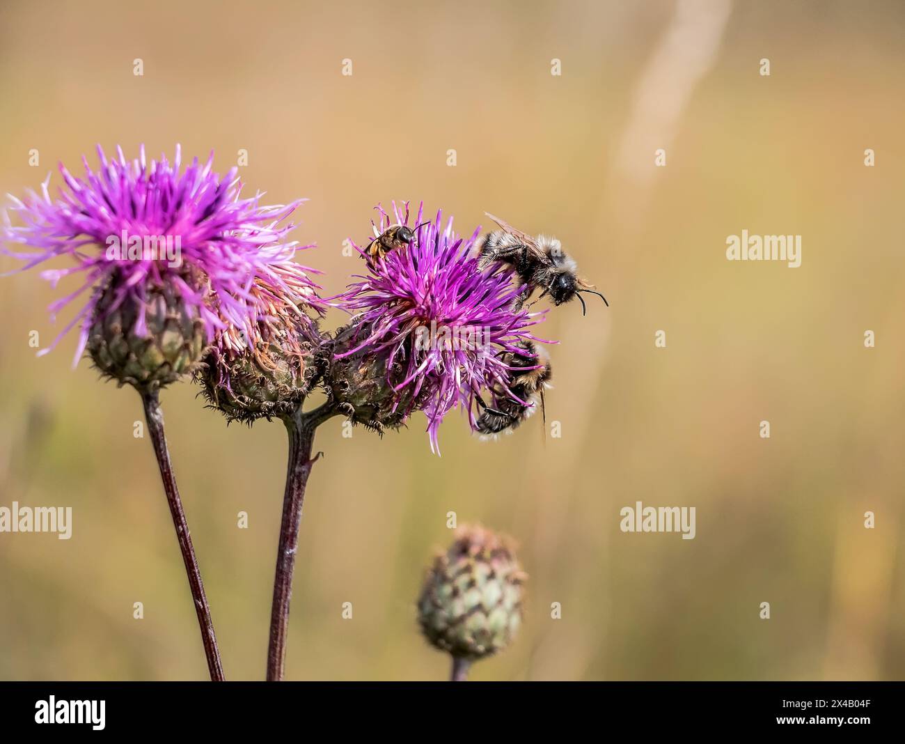 A bumblebee sits on a pink burdock flower Arctium lappa, close-up ...