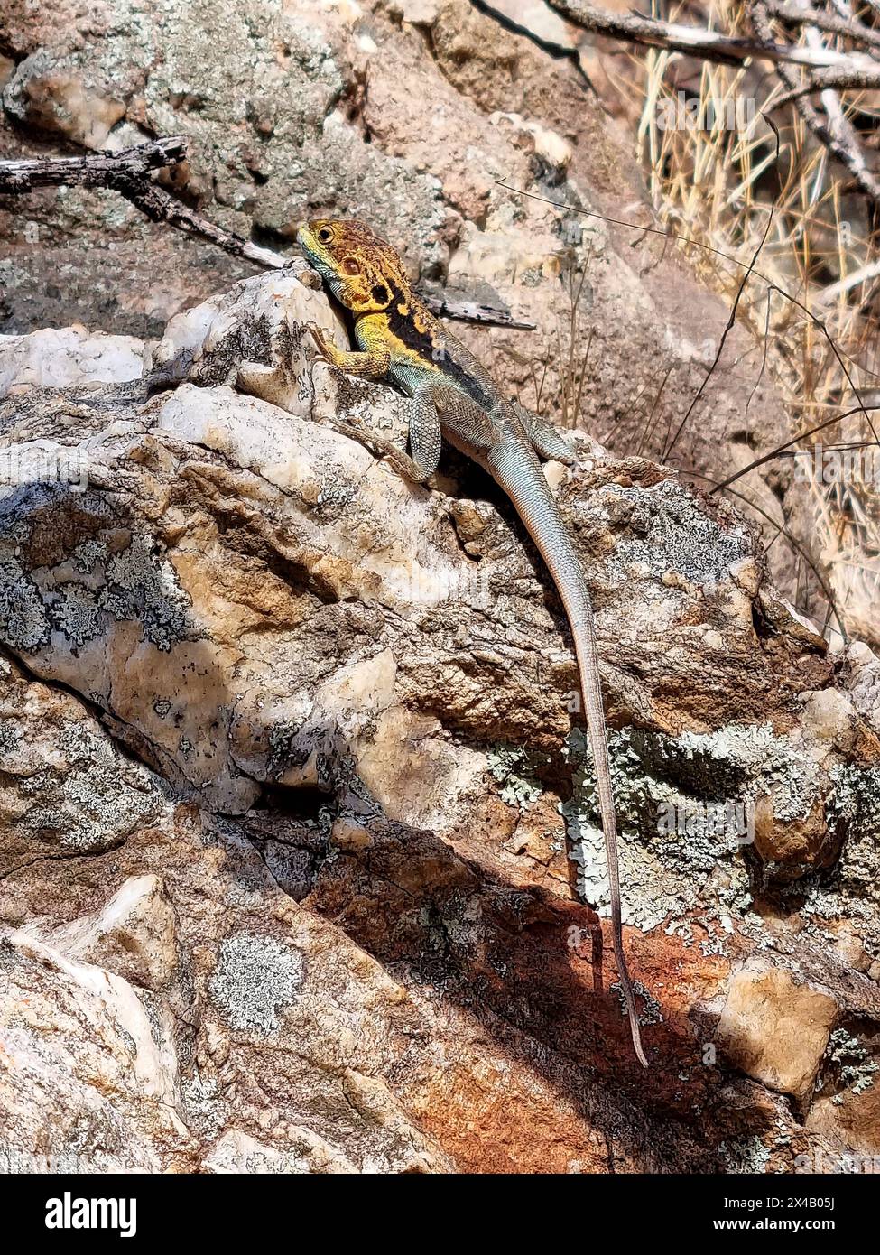 Lizard changing colors hi-res stock photography and images - Alamy