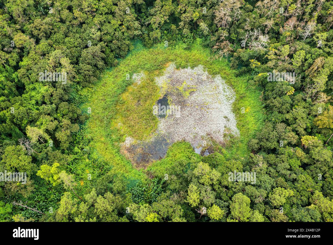 Aerial top view perspective of Trou Aux Cerf Volcano Curepipe in the ...