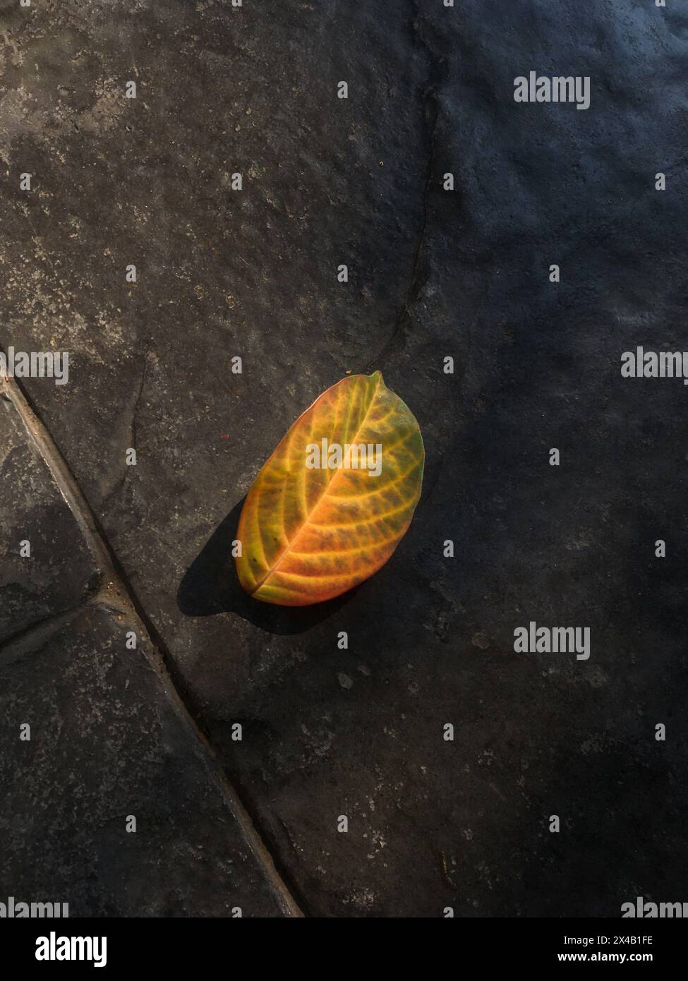 Fallen leaf beauty hi-res stock photography and images - Alamy