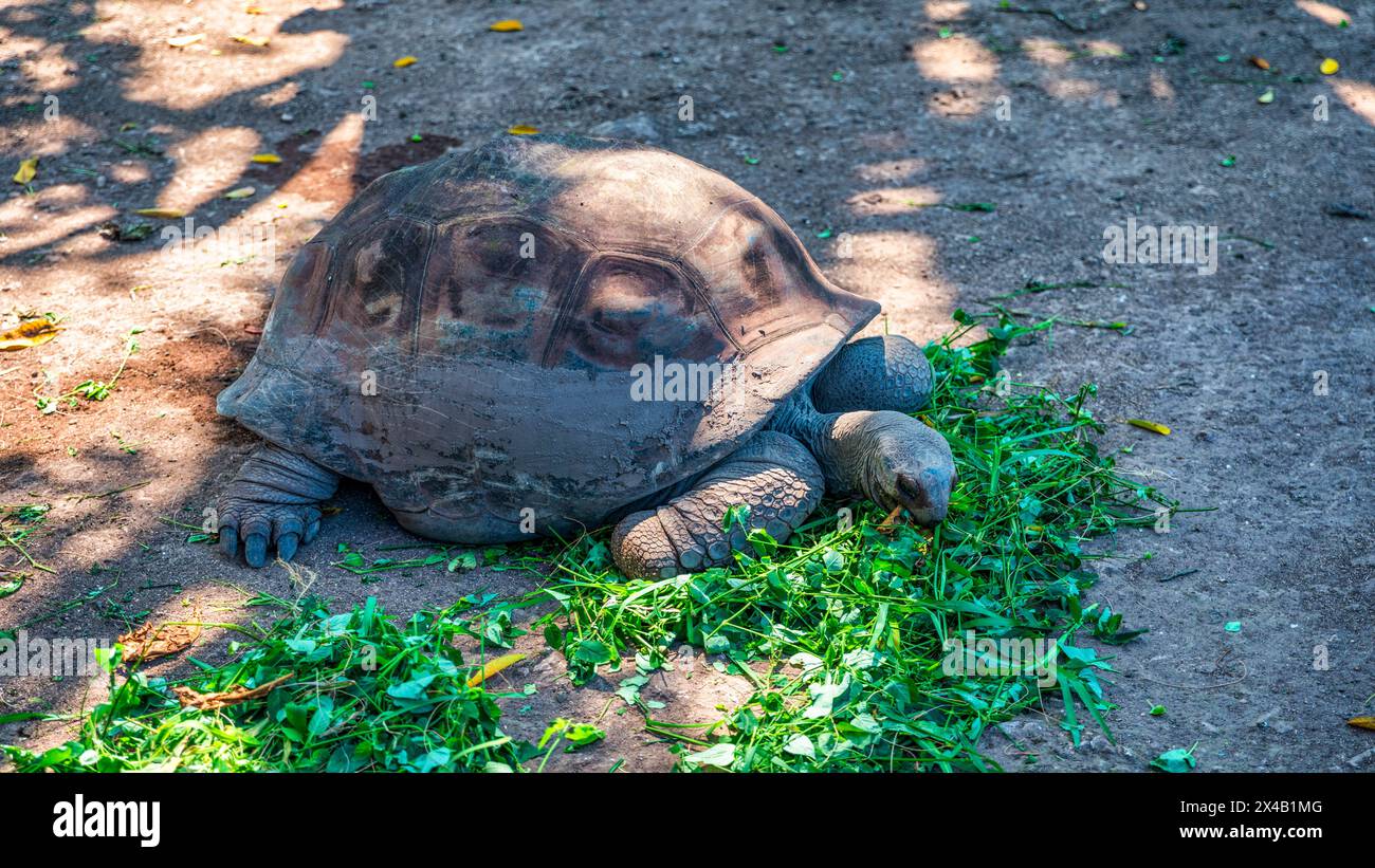 Giant tortoise eating grass hi-res stock photography and images - Alamy