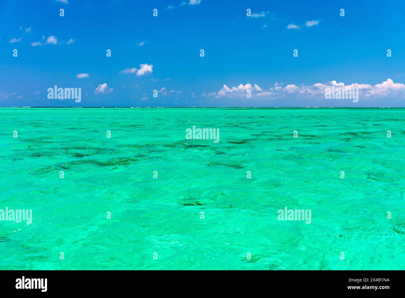 Water surface in vibrant green. View of a crystal clear sea water ...