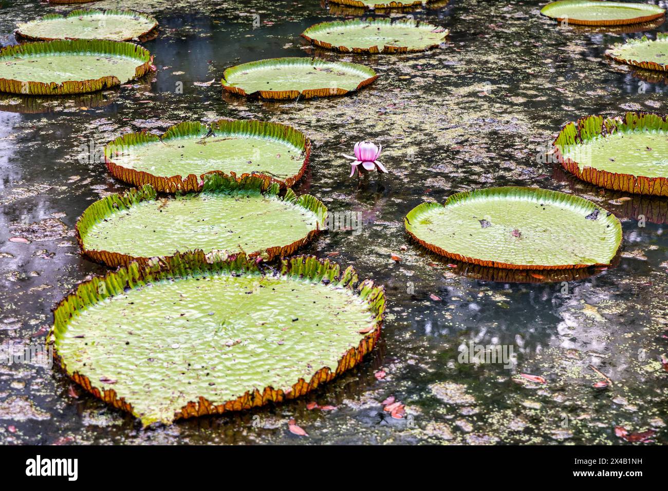 Sir Seewoosagur Ramgoolam Botanical Garden, pond with Victoria ...