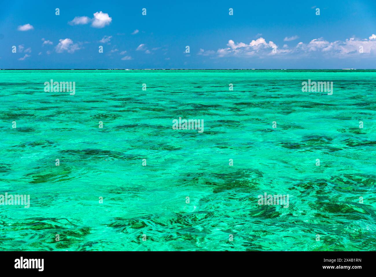 Water surface in vibrant green. View of a crystal clear sea water ...