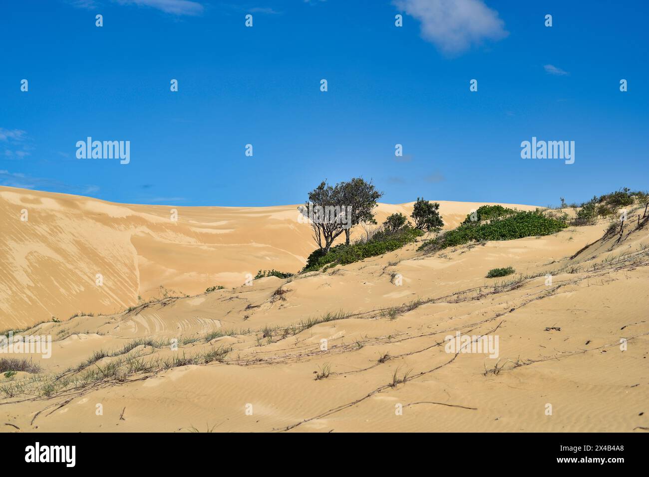vast sand dunes along the coast of Australia Stock Photo - Alamy
