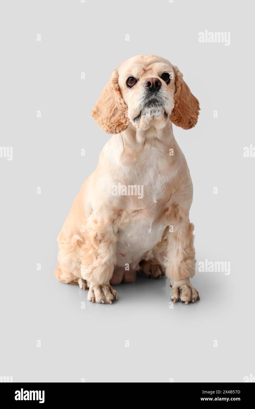 Cute Cocker Spaniel on grey background Stock Photo - Alamy