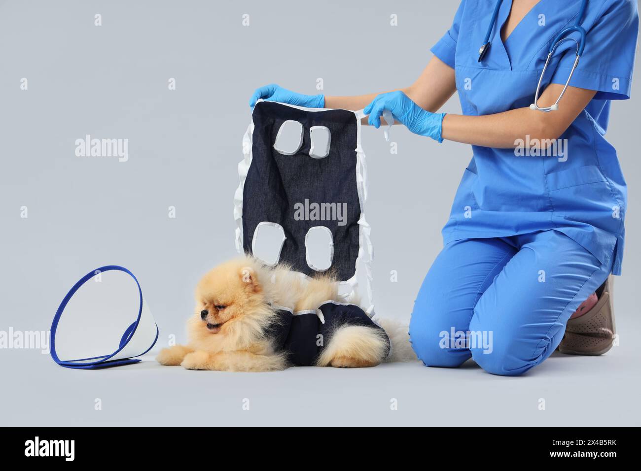 Veterinarian with recovery suit and Pomeranian dog after sterilization ...