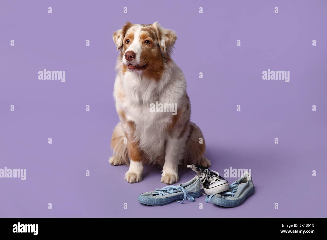 Cute Australian Shepherd dog with sneakers on purple background Stock ...