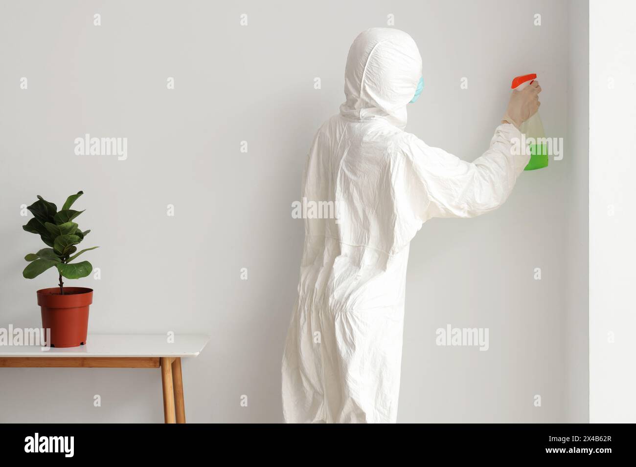 Female worker of cleaning service removing mold from wall in room, back ...