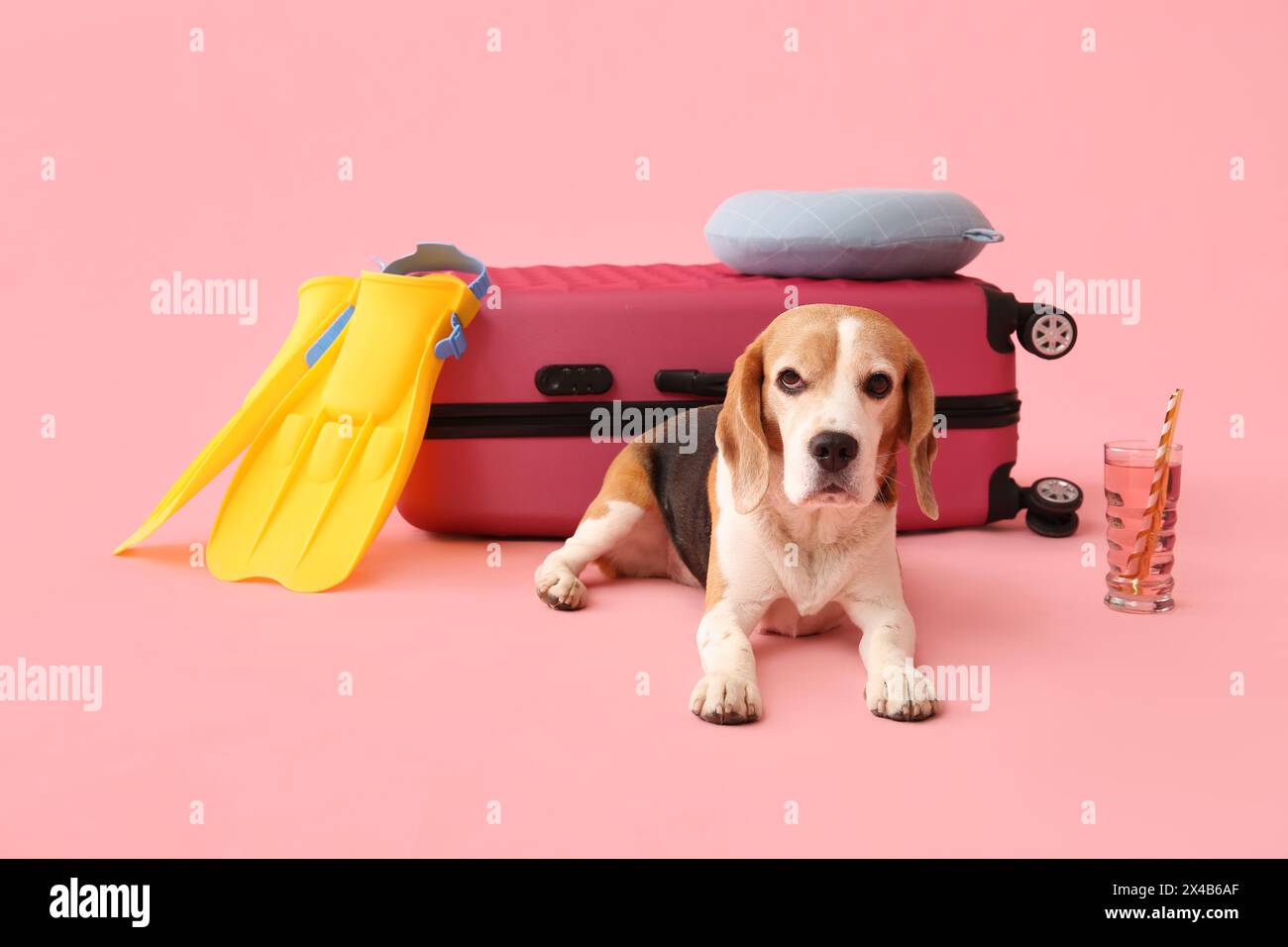 Cute dog lying near suitcase, flippers and cocktail on pink background ...