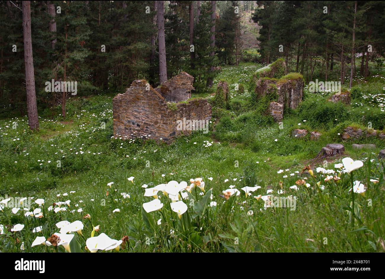 Ruins of an old house in a green forest, overgrown with grass, empty ...
