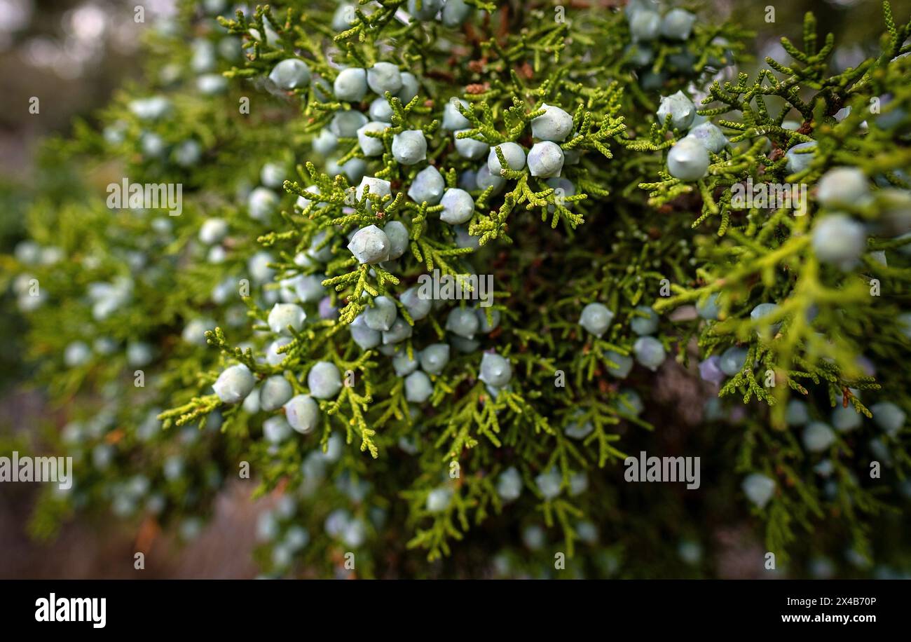 May 02, 2024: Junipers bloom throughout the the deep canyons of the ...