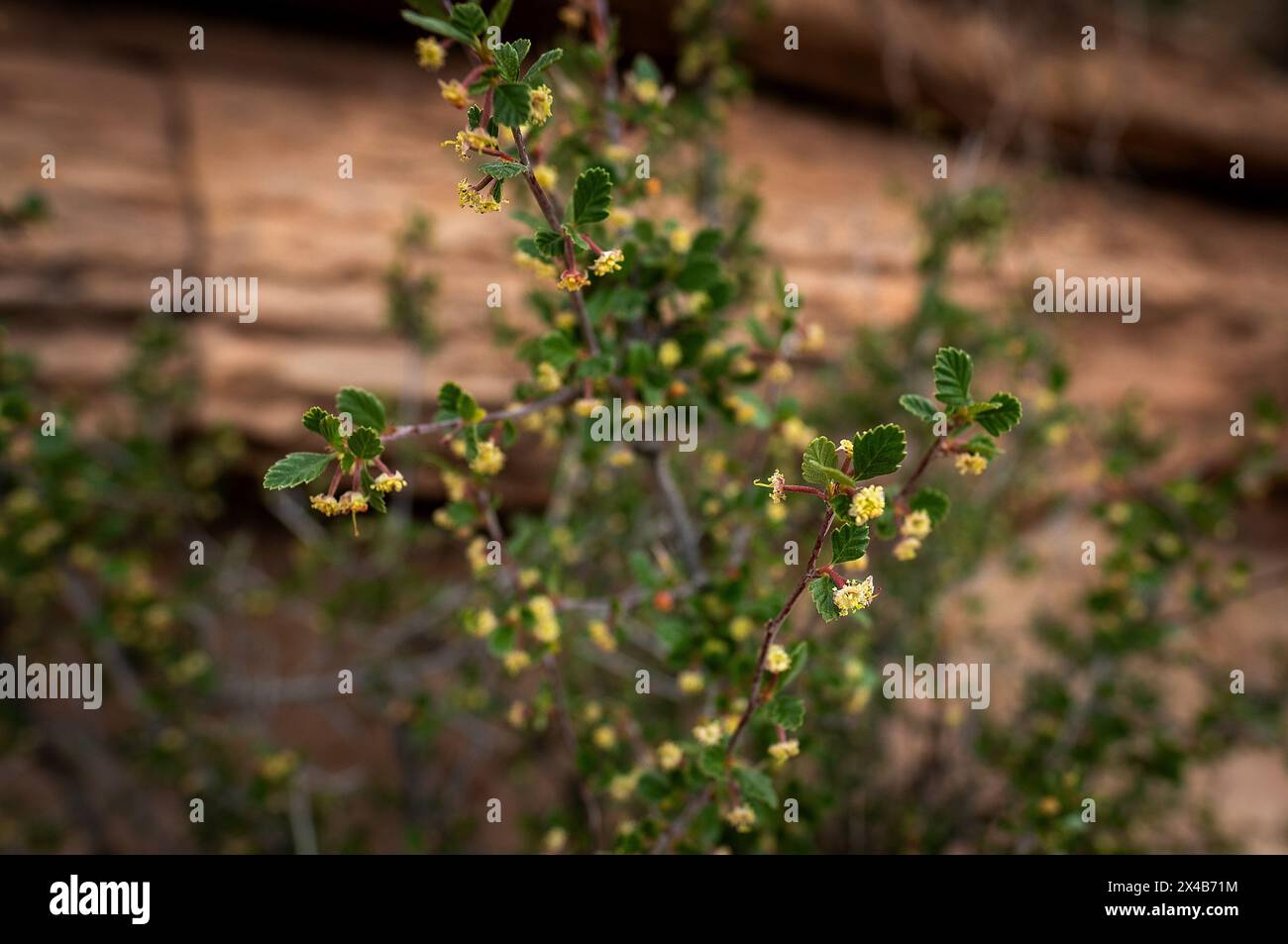 May 02, 2024: Beautiful high desert wildflowers bloom in some of the ...