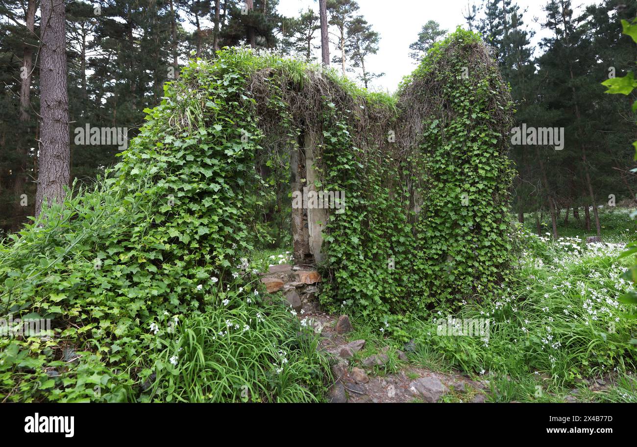 Ruins of an old house in a green forest, overgrown with grass, empty ...
