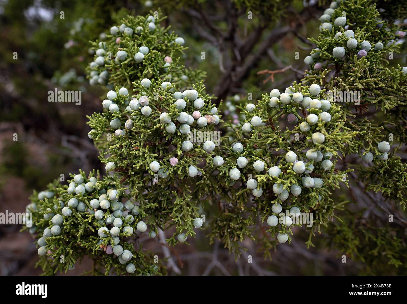 May 02, 2024: Junipers bloom throughout the the deep canyons of the ...