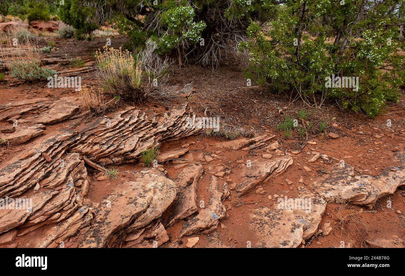 May 02, 2024: Sage, juniper, and rocky red sandstone trails are common ...