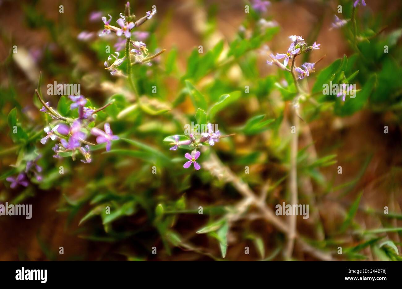 May 02, 2024: Beautiful high desert wildflowers bloom in some of the ...