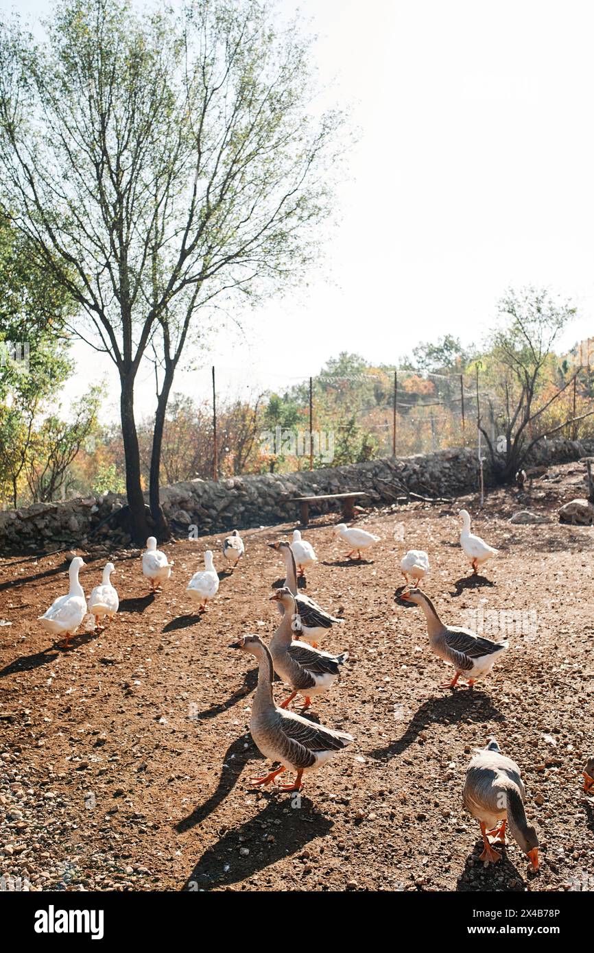 Graze geese hi-res stock photography and images - Alamy