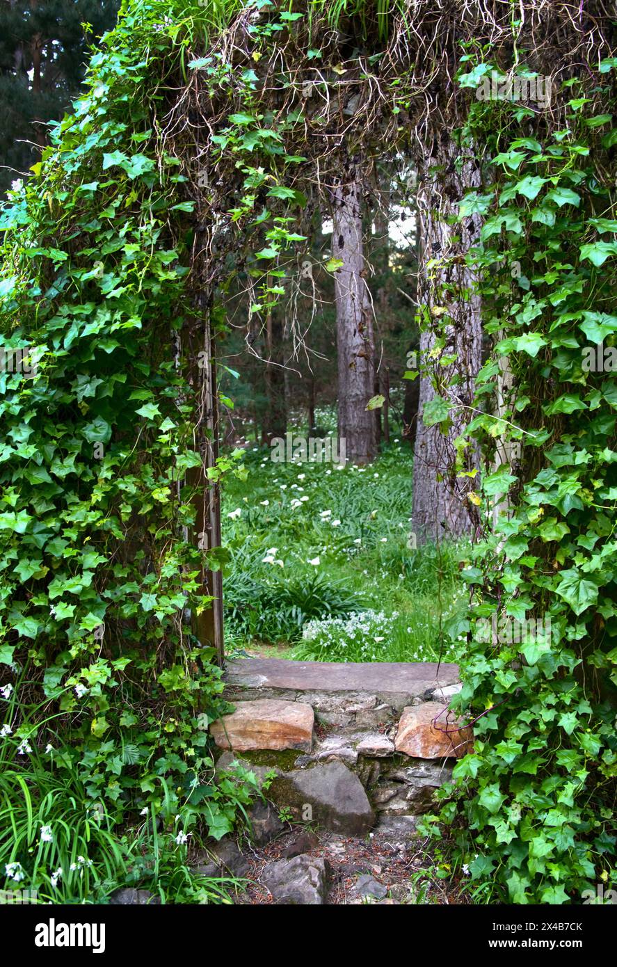 Ruins of an old house in a green forest, overgrown with grass, empty ...