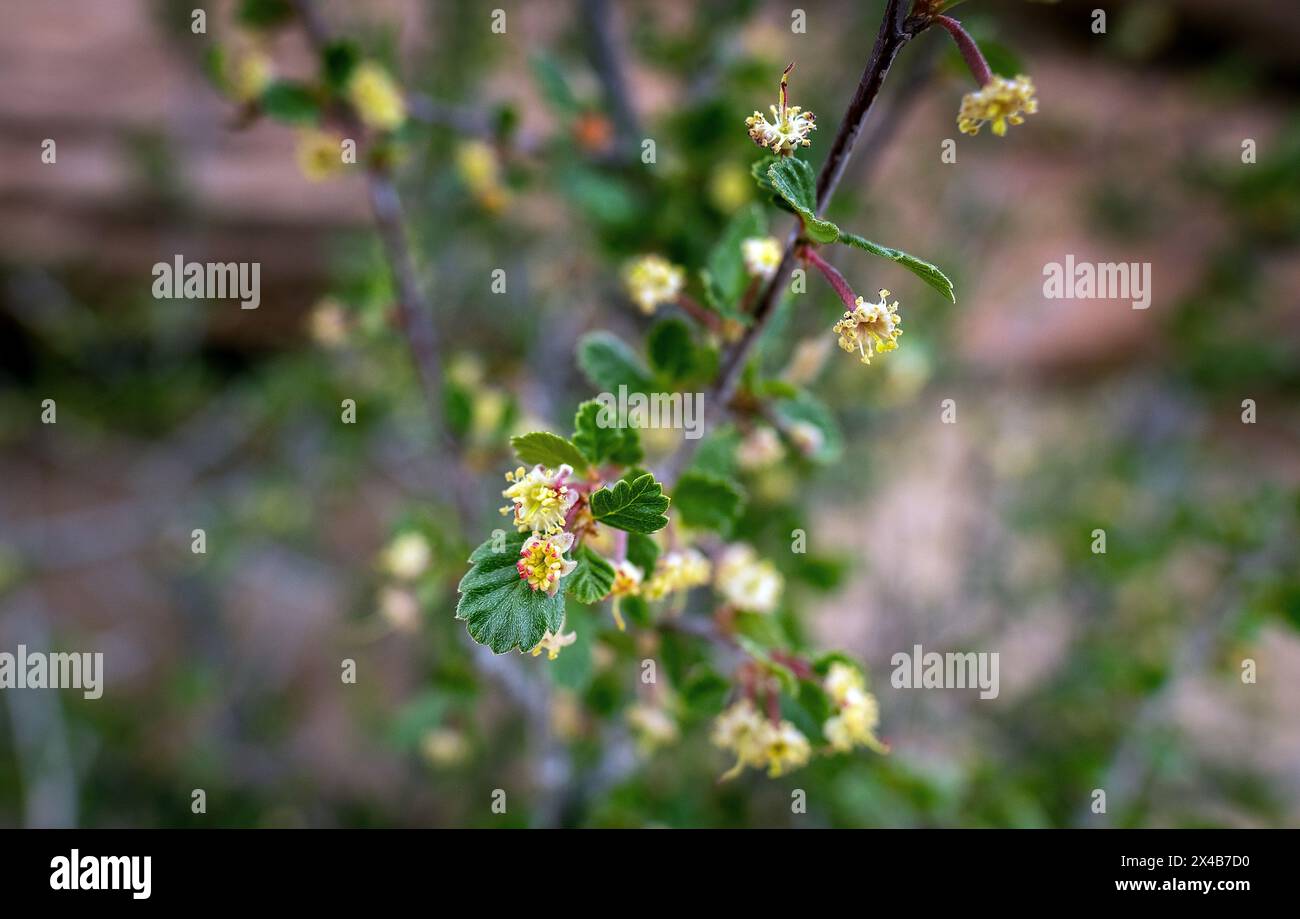 May 02, 2024: Beautiful high desert wildflowers bloom in some of the ...