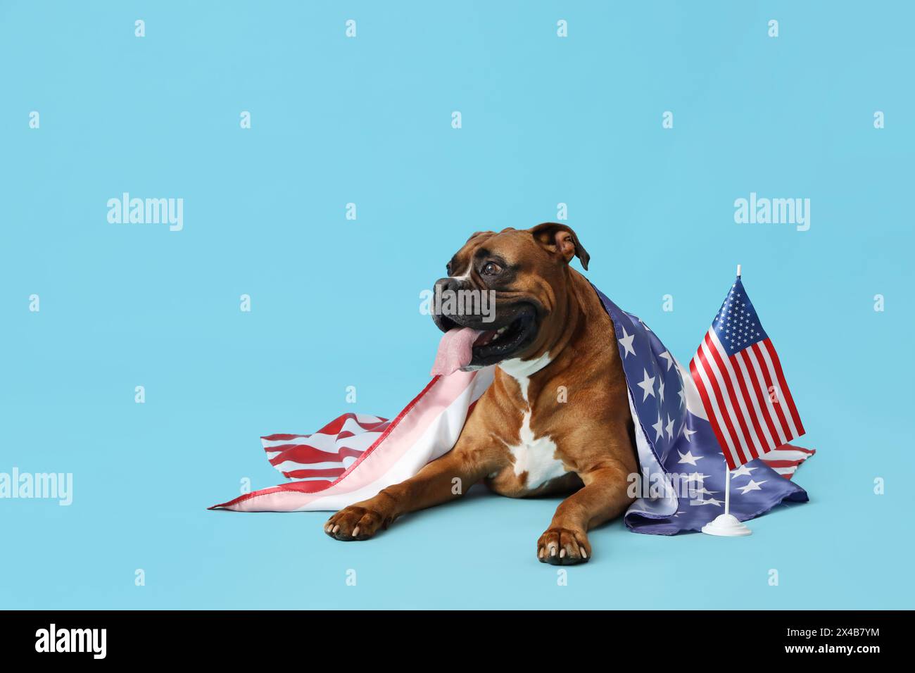 Boxer dog with USA flags lying on blue background Stock Photo - Alamy