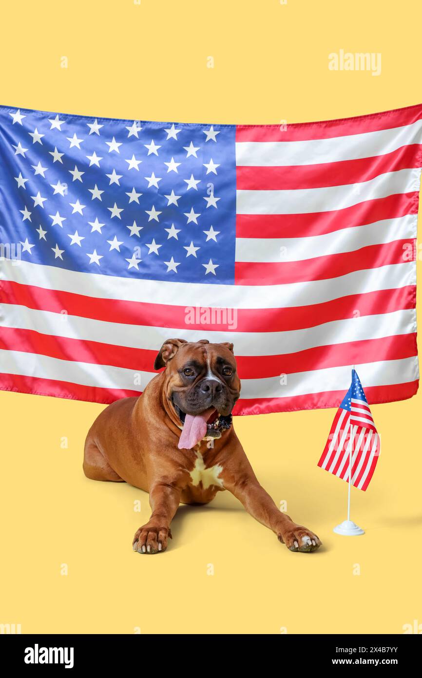 Boxer dog with USA flags lying on yellow background Stock Photo - Alamy