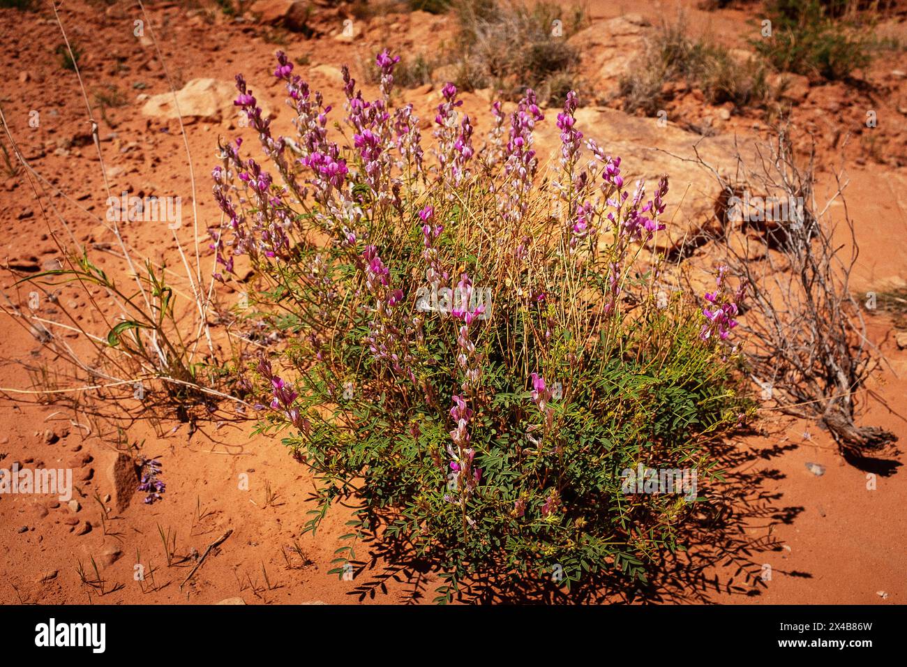 May 02, 2024: Beautiful high desert wildflowers bloom in some of the ...
