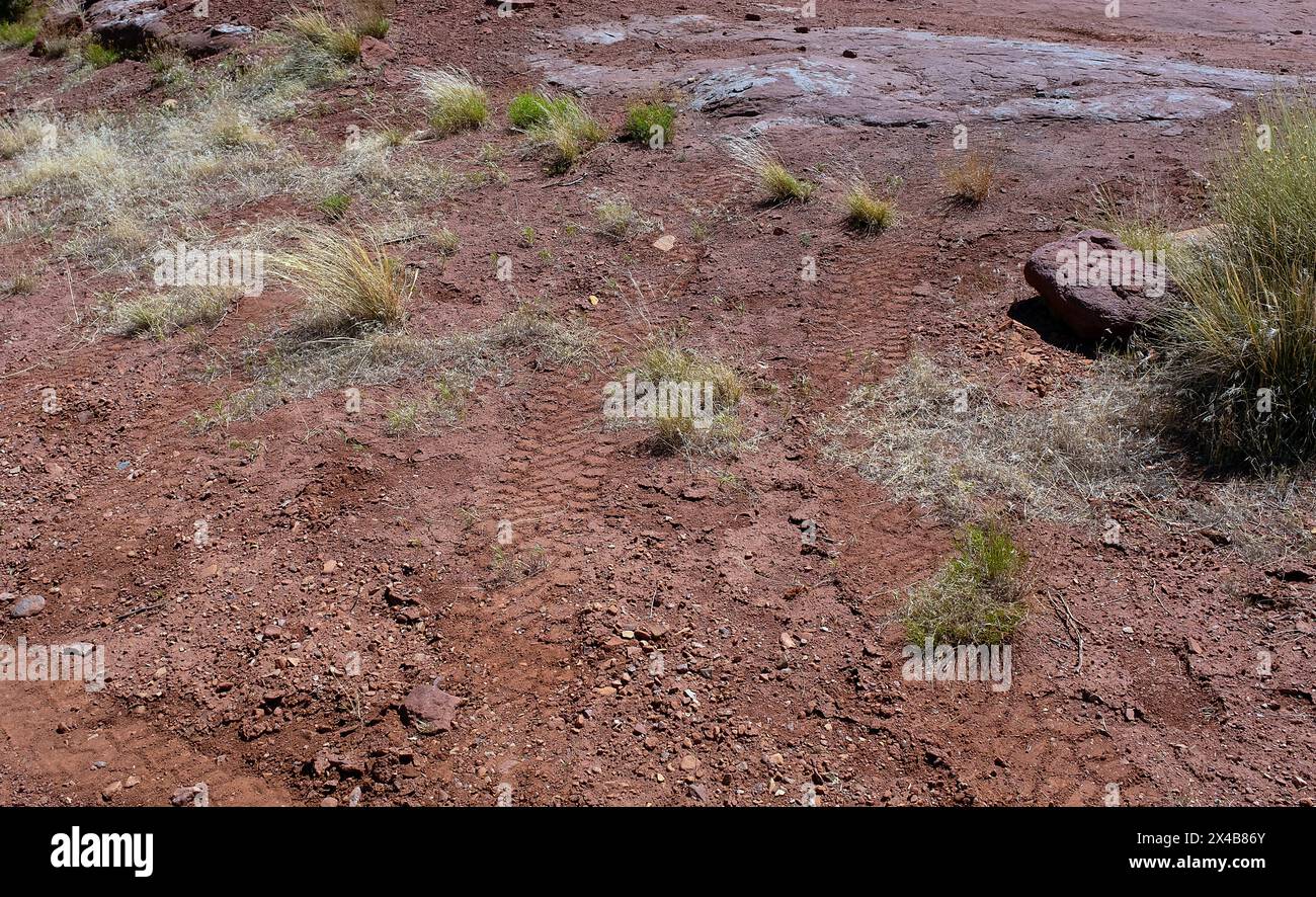 Biocrust hi-res stock photography and images - Alamy
