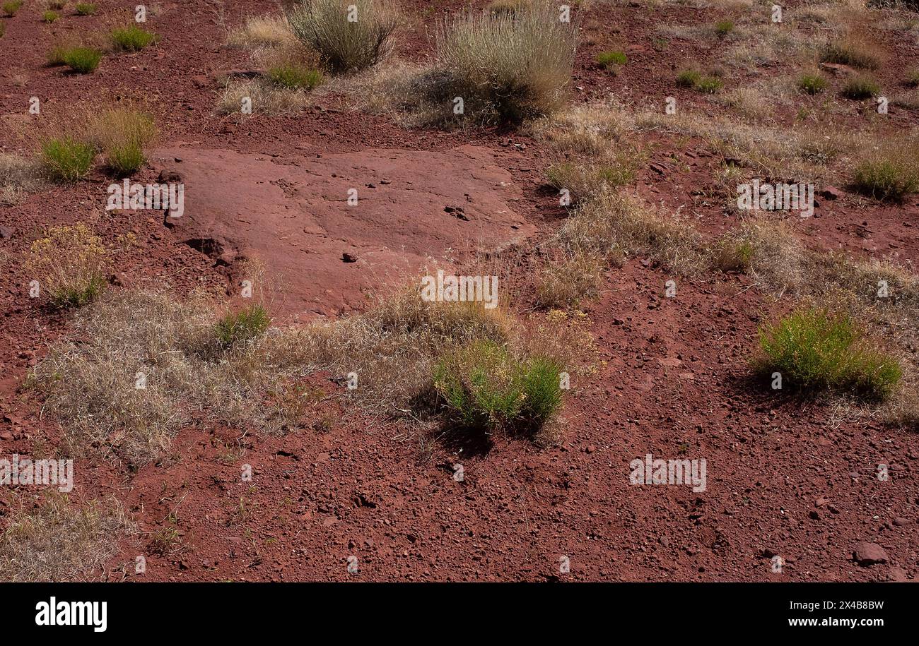 Biocrust hi-res stock photography and images - Alamy