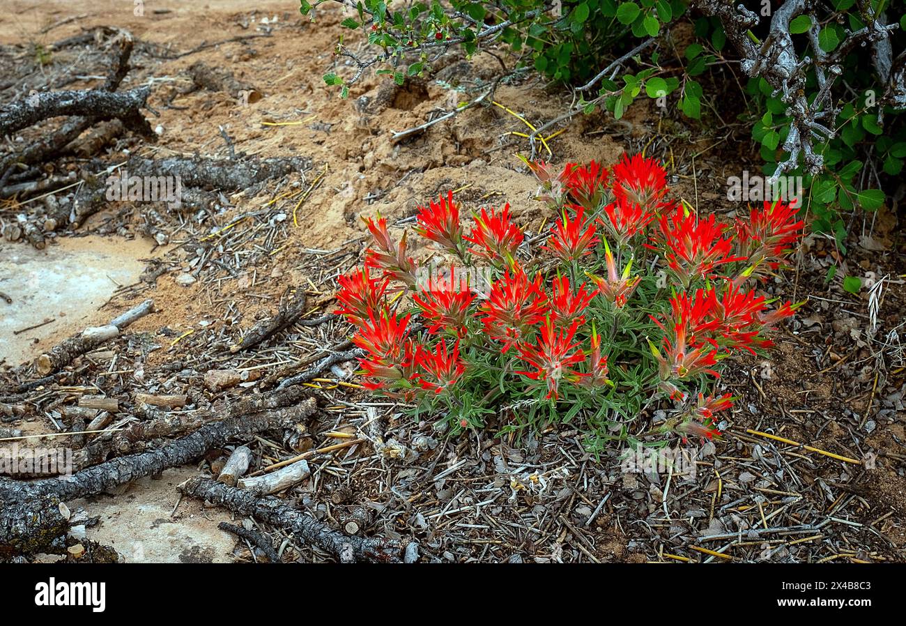 May 02, 2024: Vivid reds of the Indian Paintbrush wildflowers highlight ...