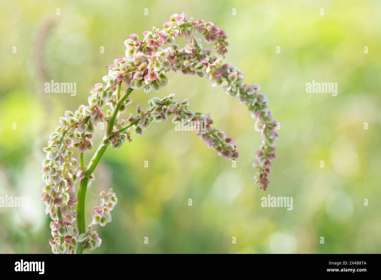 Rumex, or sorrel, is an invasive plant in Texas, but its pink and white ...