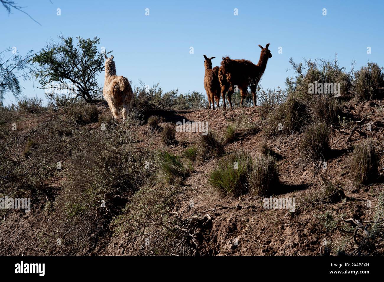 Paisaje en llamas hi-res stock photography and images - Alamy