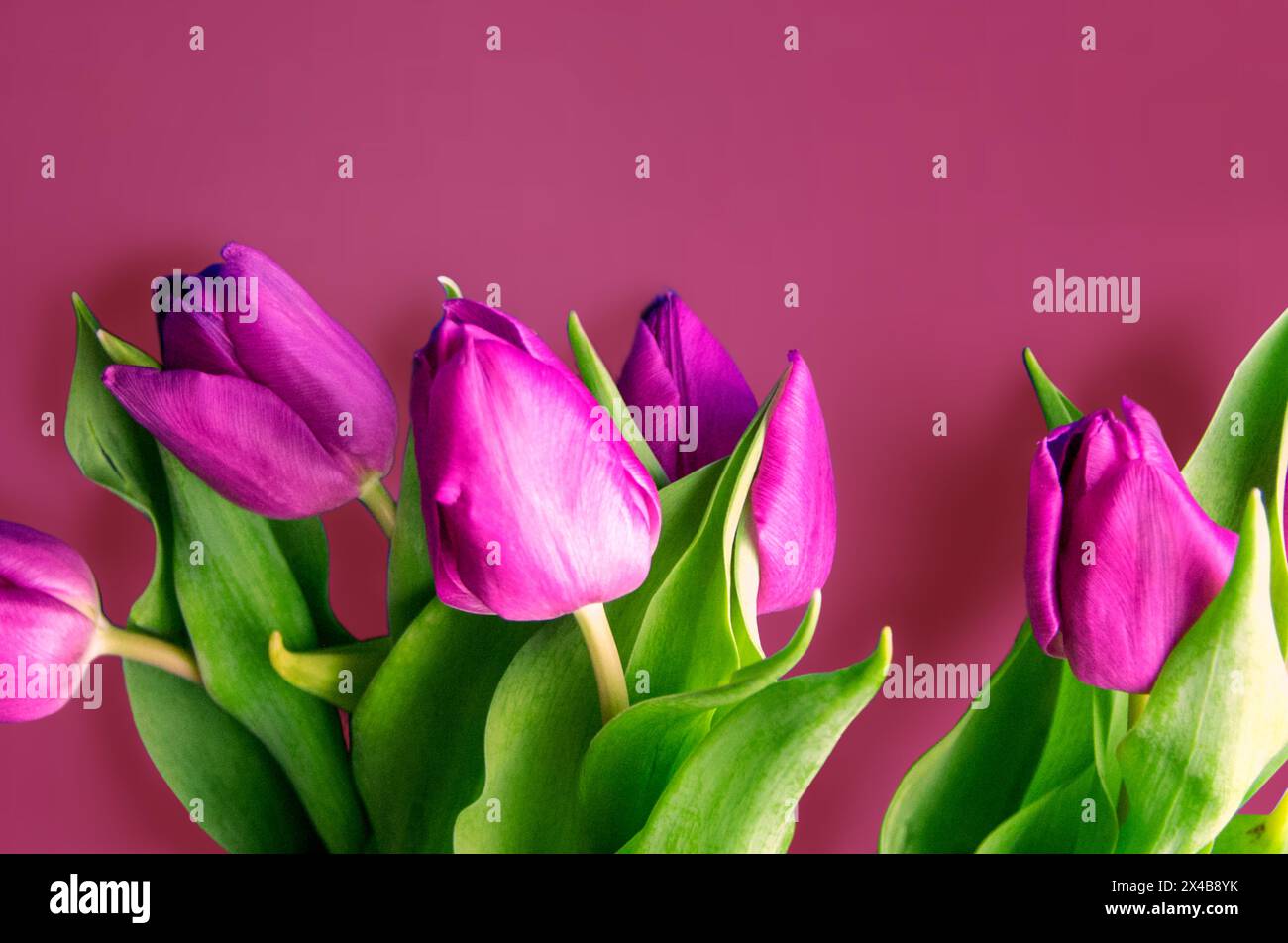 Fresh flower composition, bouquet of bi color tulips, pale pink and ...