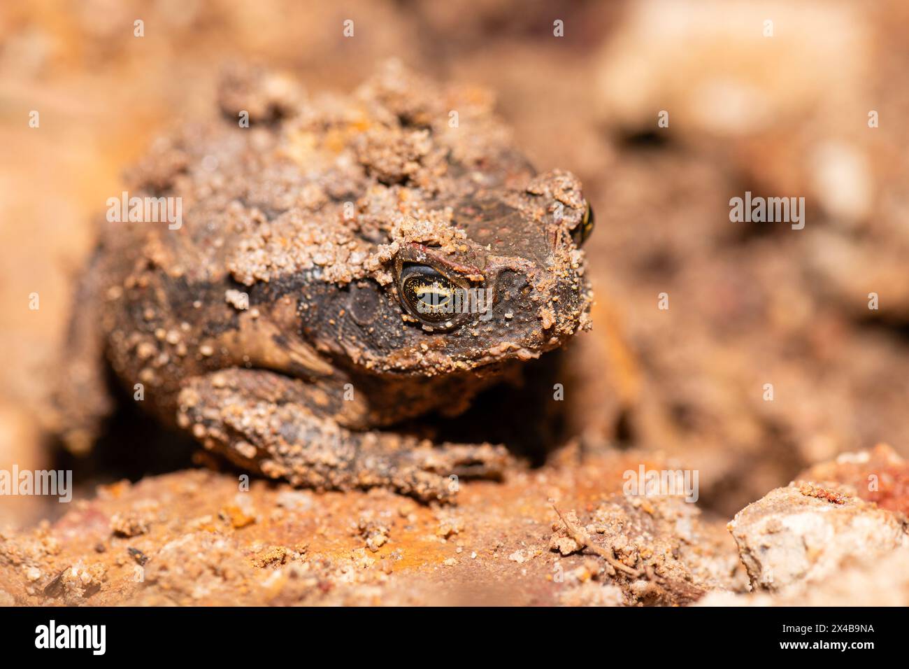 The cane toad, also known as the giant neotropical toad or marine toad ...