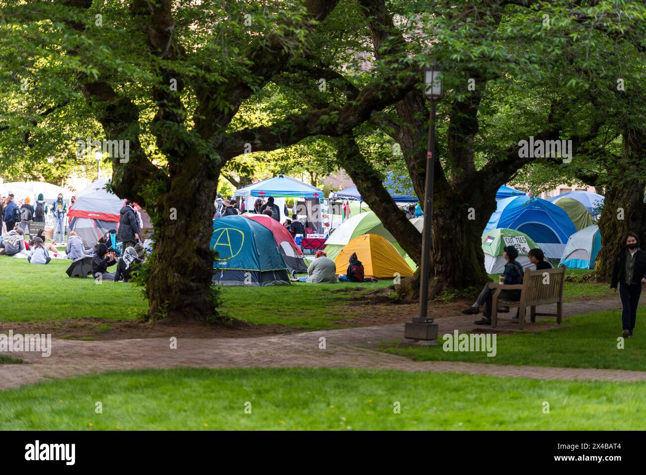 Seattle, USA. 1st May 2024. The Pro Palestine Protestor encampment in ...