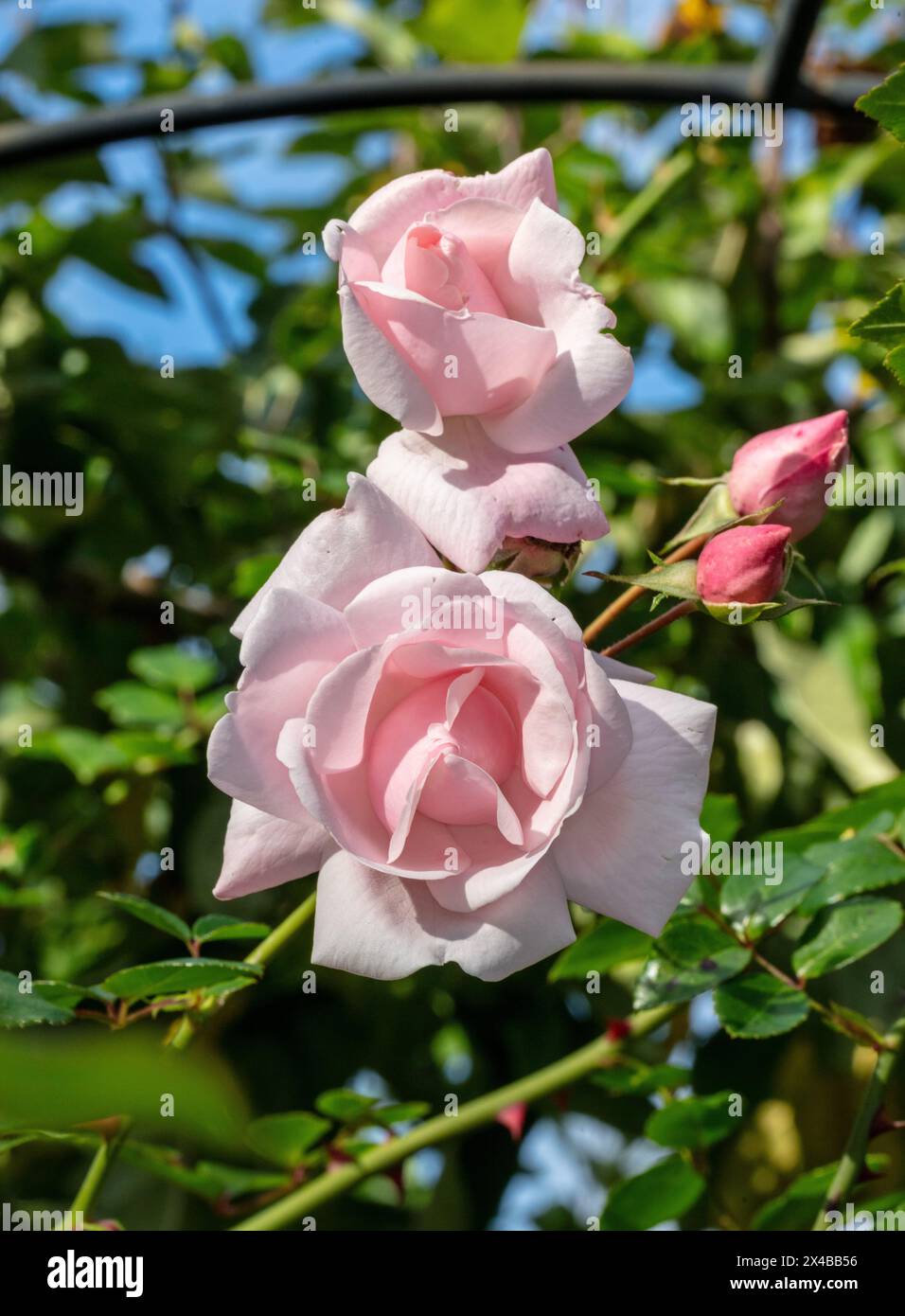 New dawn rose hi-res stock photography and images - Alamy