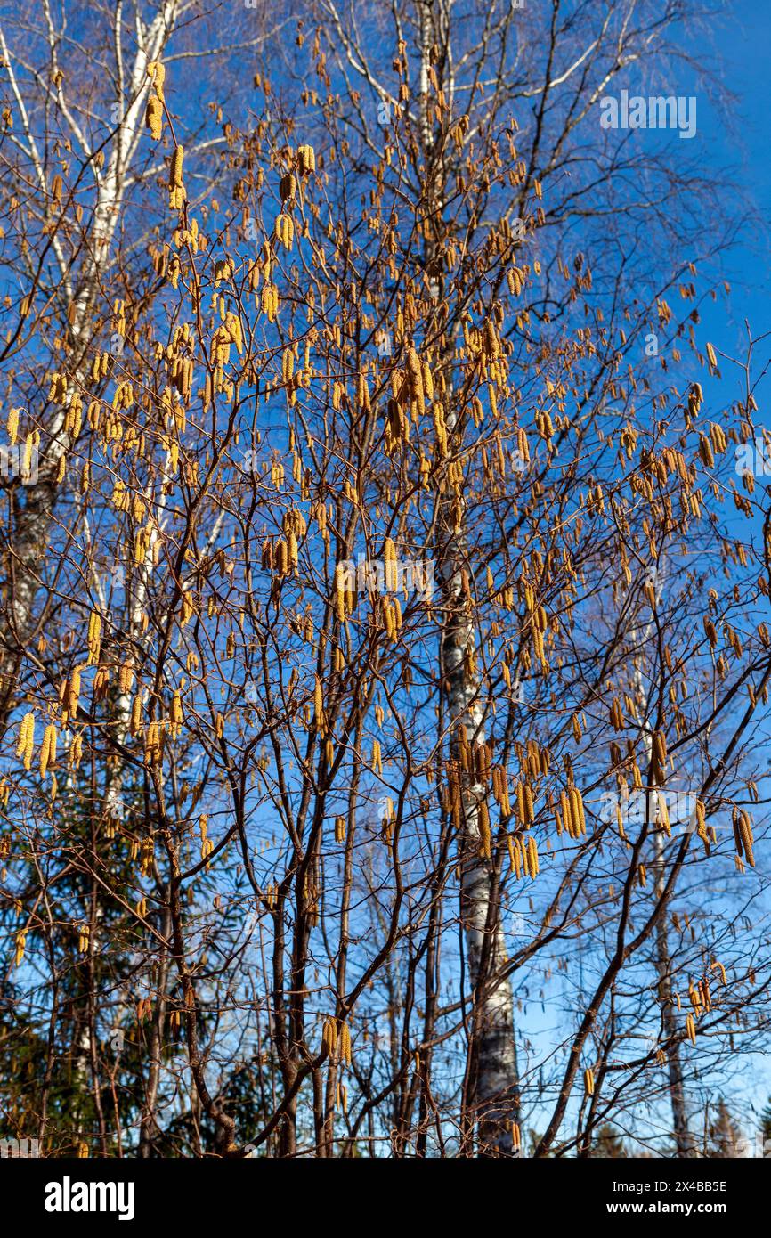 Common hazel, Hassel (Corylus avellana Stock Photo - Alamy