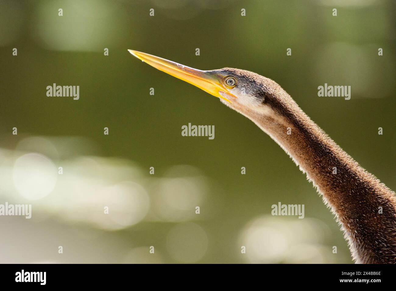 The Australasian darter or Australian darter is a species of bird in ...
