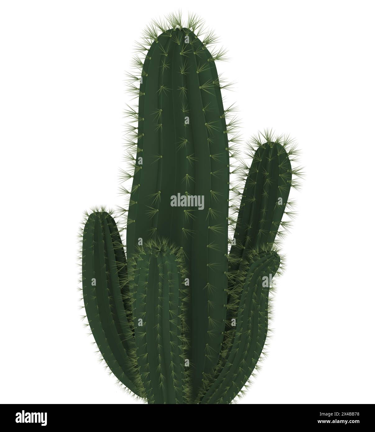 Cactus Plants Isolated Stock Photo - Alamy